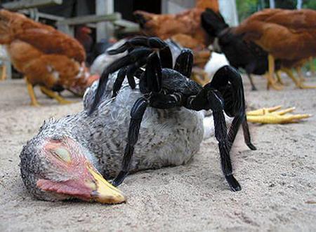 Male Goliath Bird Eating Spider : World's largest known spider (Guiness ...