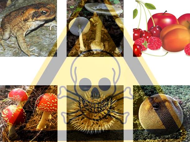 Ninja Knowledgebase: Ninja Poison