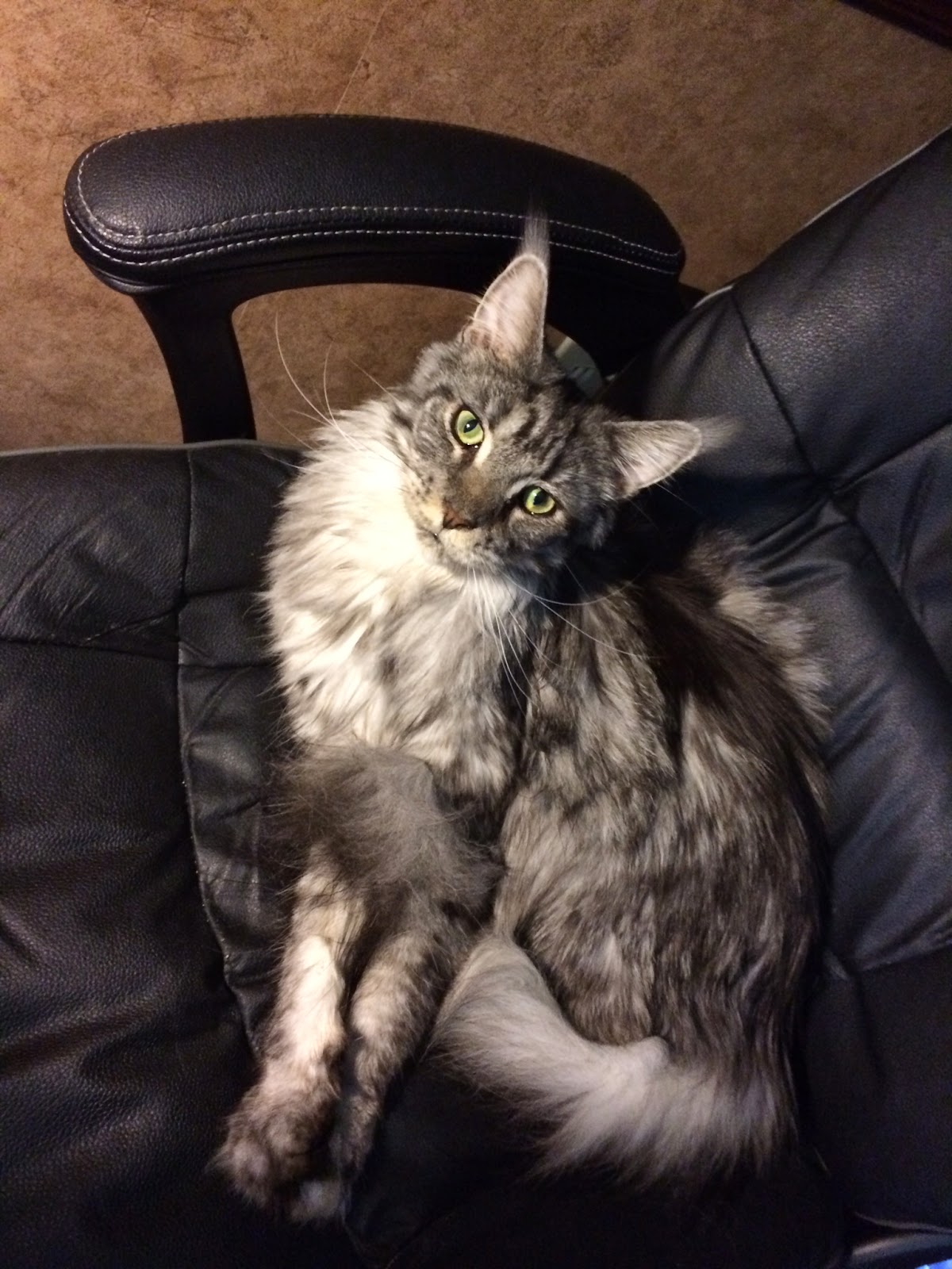 Our Plain City Life: Cat, the Office Assistant