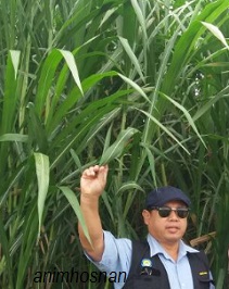 Anim Agro Technology: NAPIER - TEKNOLOGI DI KENINGAU