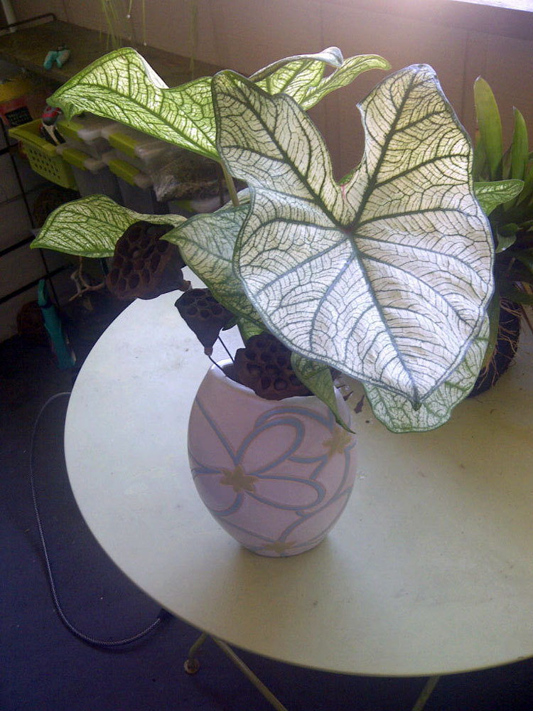 The Rainforest Garden: My Wife's Caladium Drawing