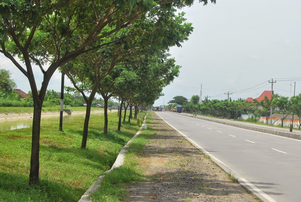 15 Jenis Tanaman Pelindung Populer 2017 | Pohon Pelindung | JUAL ...