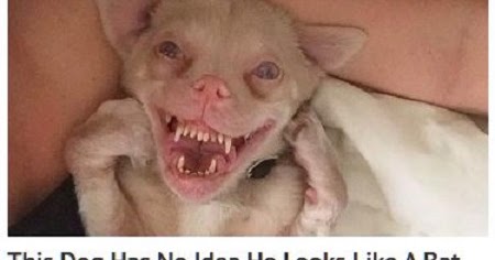 This Dog Has No Idea He Looks Like A Bat