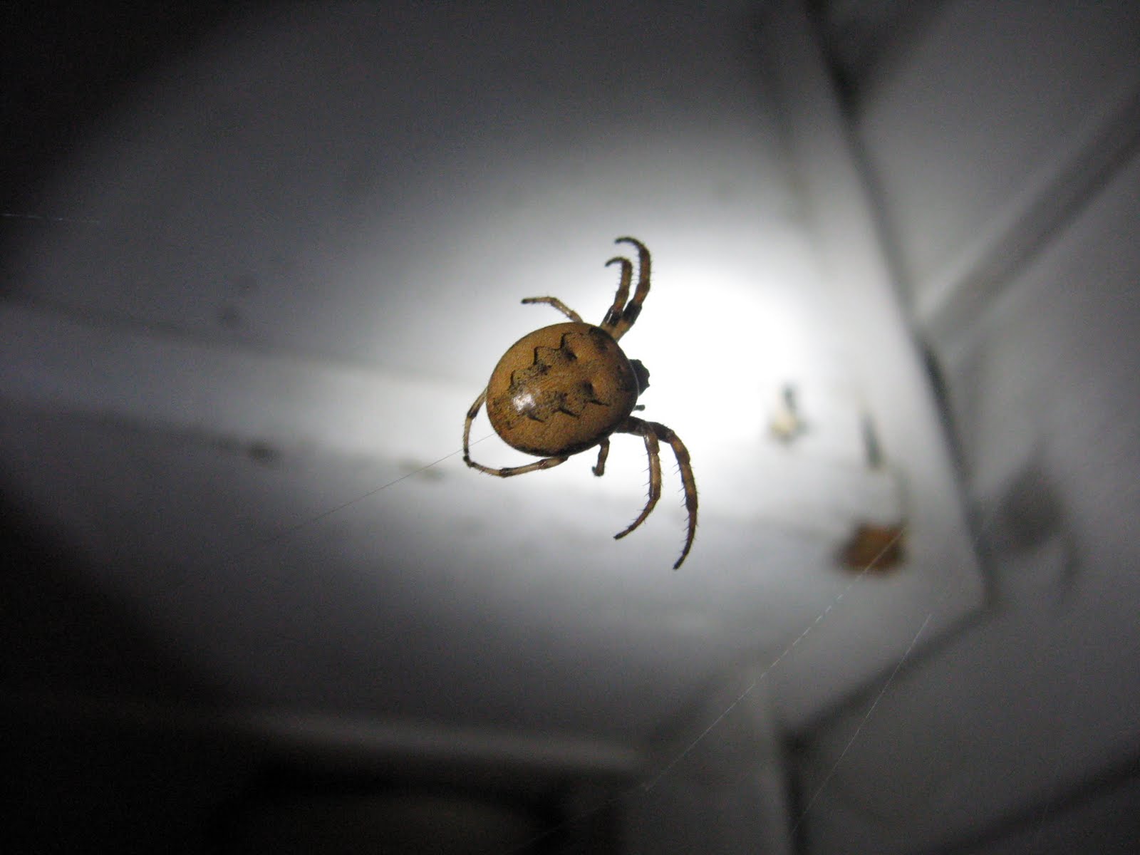 Normal Biology: Late Night Beetle Collecting