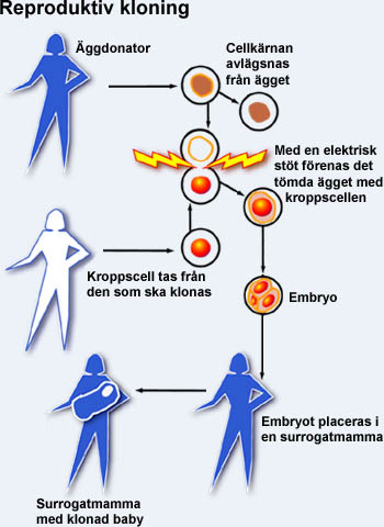 Kloning: Proses Kloning
