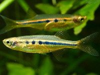 Chela Dadiburjori Care Sheet ~ Tropical Fish Types