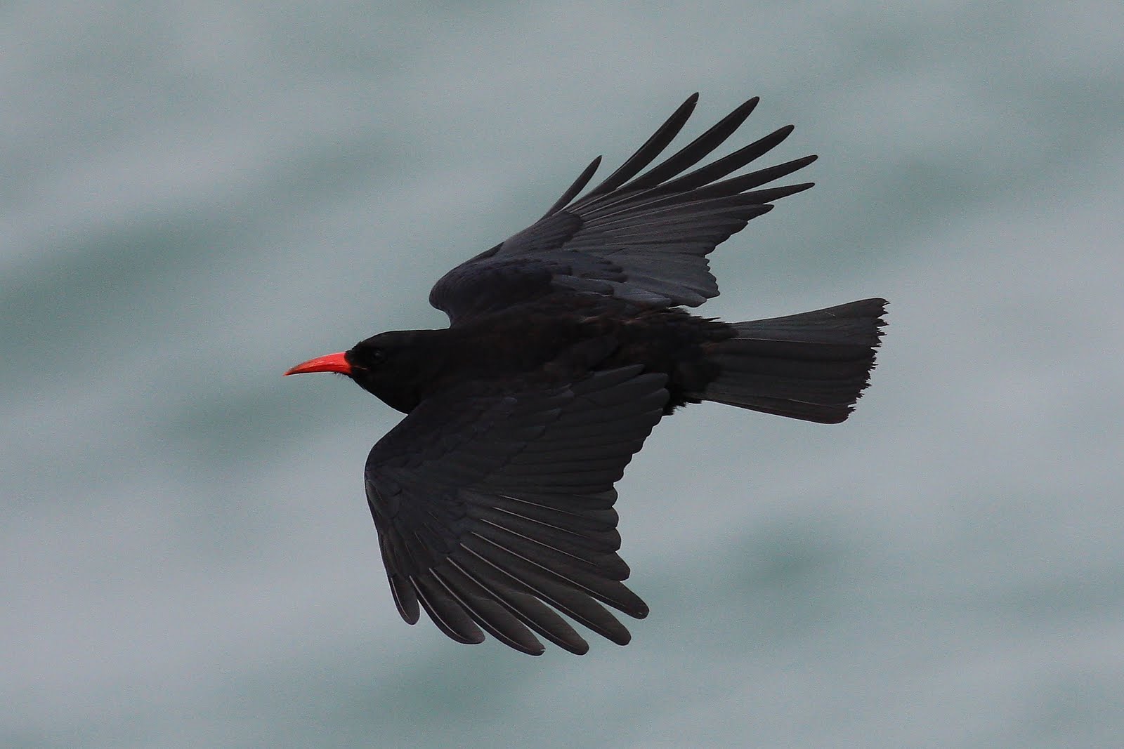 World All Animals: Chough