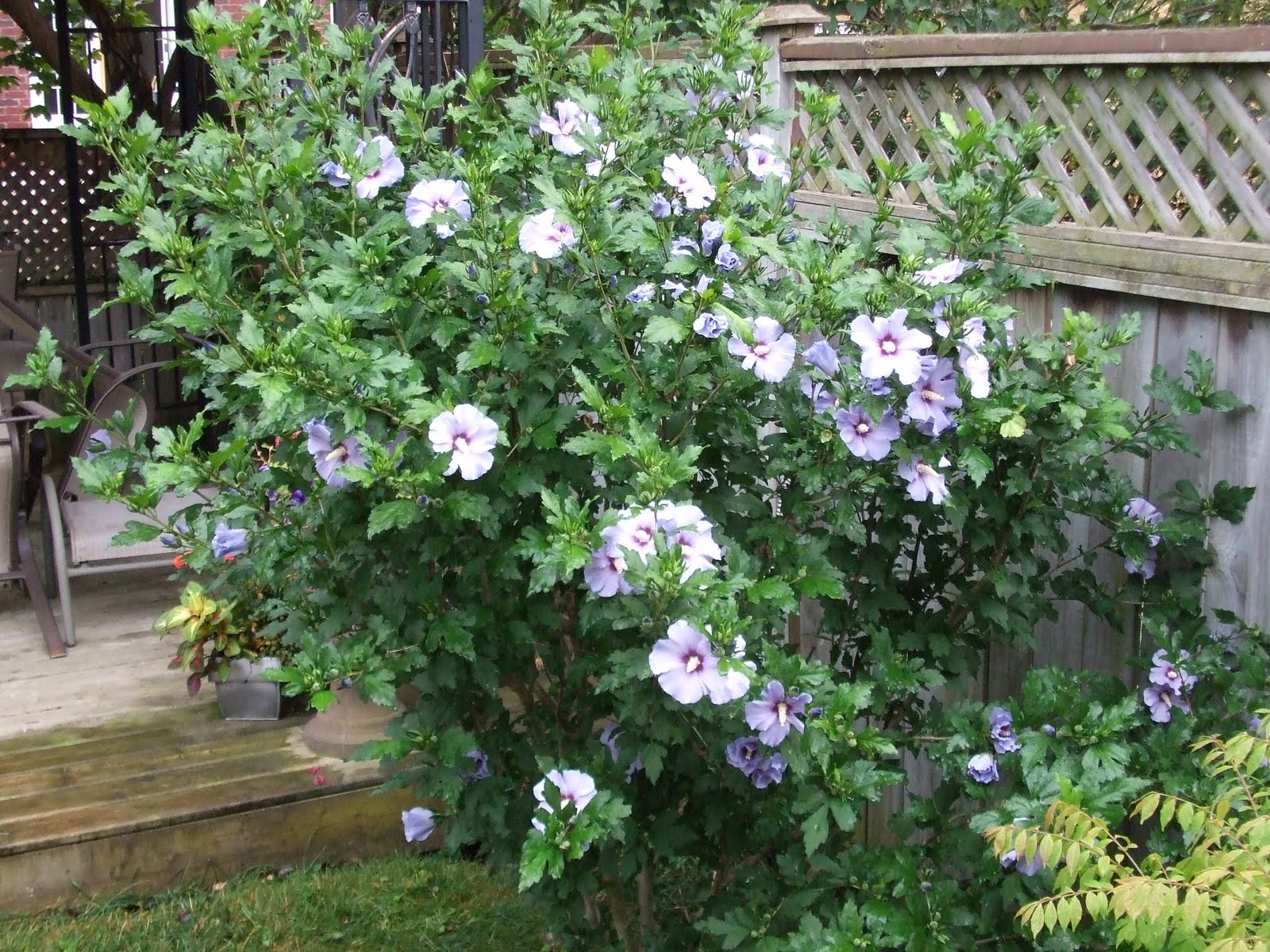 L.T.L. Tutoring Central: Rose of Sharon