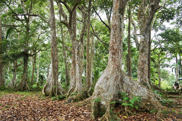 Awesome Bulusan!: Bulusan's Heritage Trees