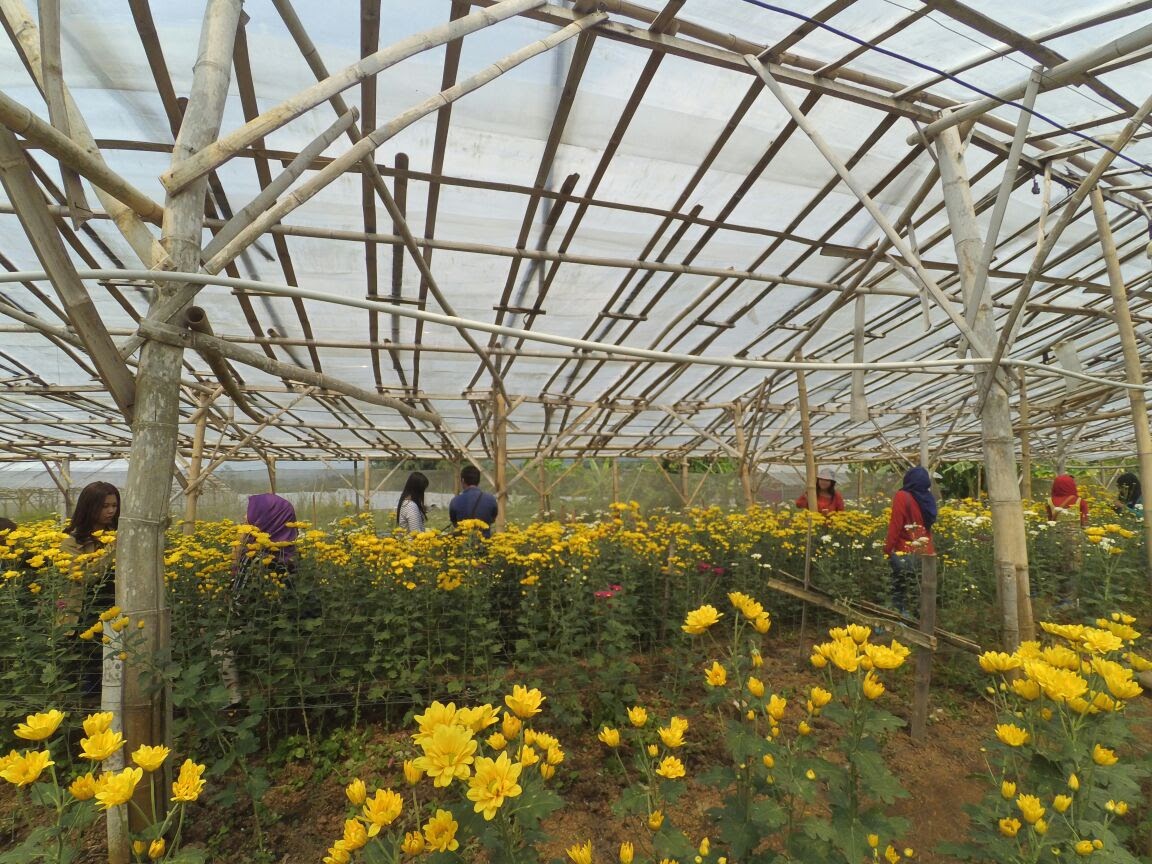Wanderlust Wonderland: SETIYA AJI FLOWER FARM, WISATA KEBUN BUNGA ...