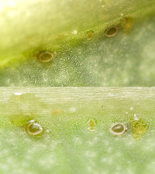 ムシをデザインしたのはダレ？: ヤナギグンバイ