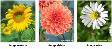 Ini Dia! Contoh Bunga Dikotil yang Lagi Viral - Informasi Seputar ...