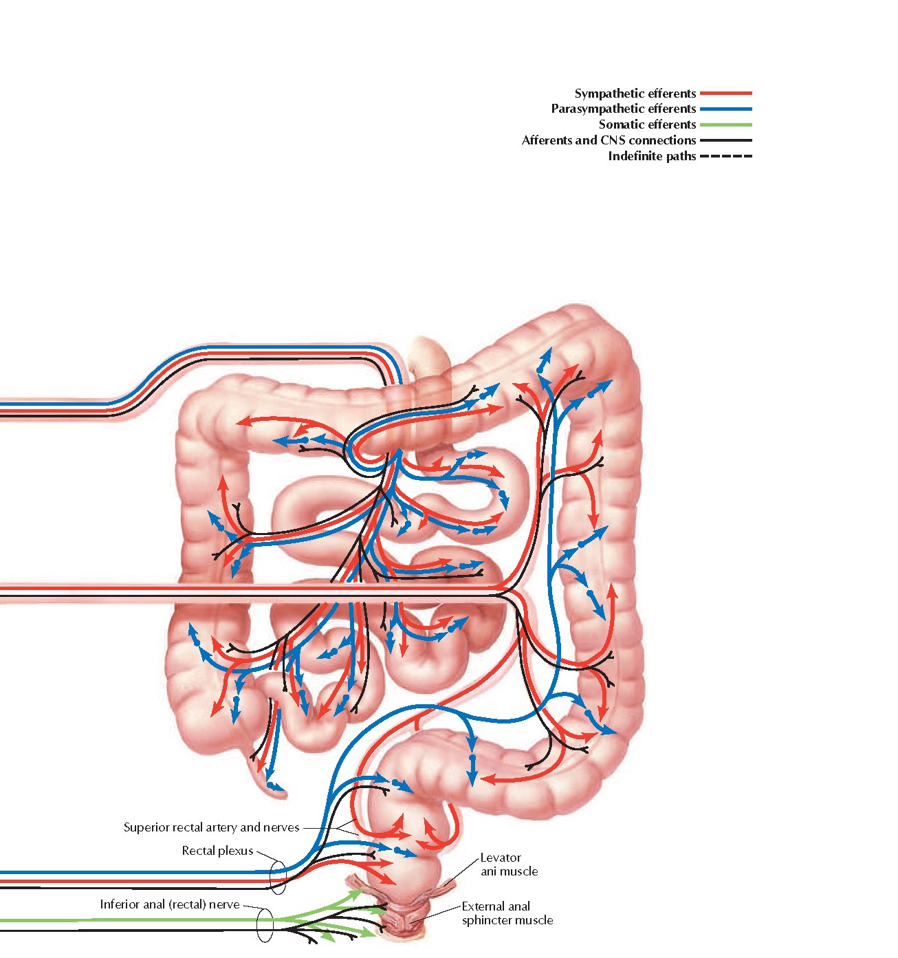 Autonomic Innervation of Intestines: Schema Anatomy - pediagenosis
