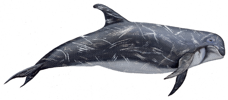 Oceanicas: CALDERÓN GRIS