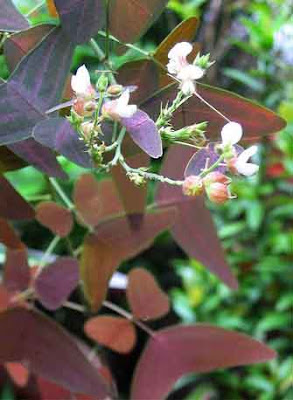 TAMAN^TAMAN^HIJAU dotBLOGSPOTdotCOM: Pokok Rama-rama | Christia ...