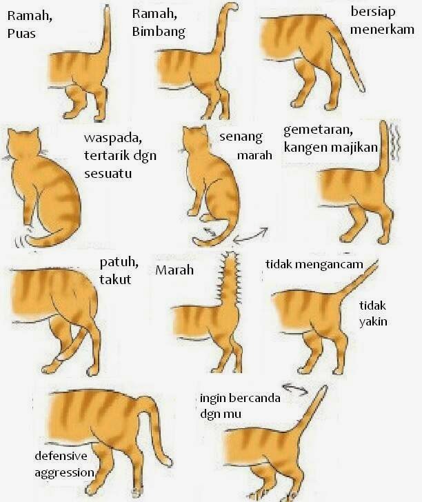 Sukses Beternak Kucing Ras Sumatera Barat: Mengenal Bahasa Tubuh Kucing