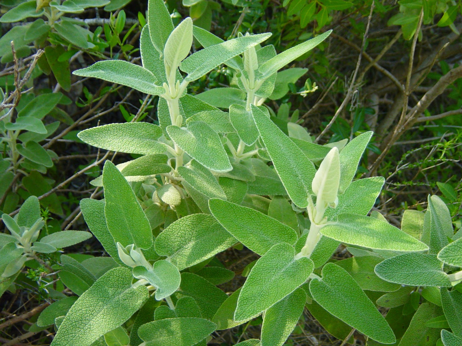 ALGARVE - PONTOS DE VISTA: Mariola ou roselha-grande