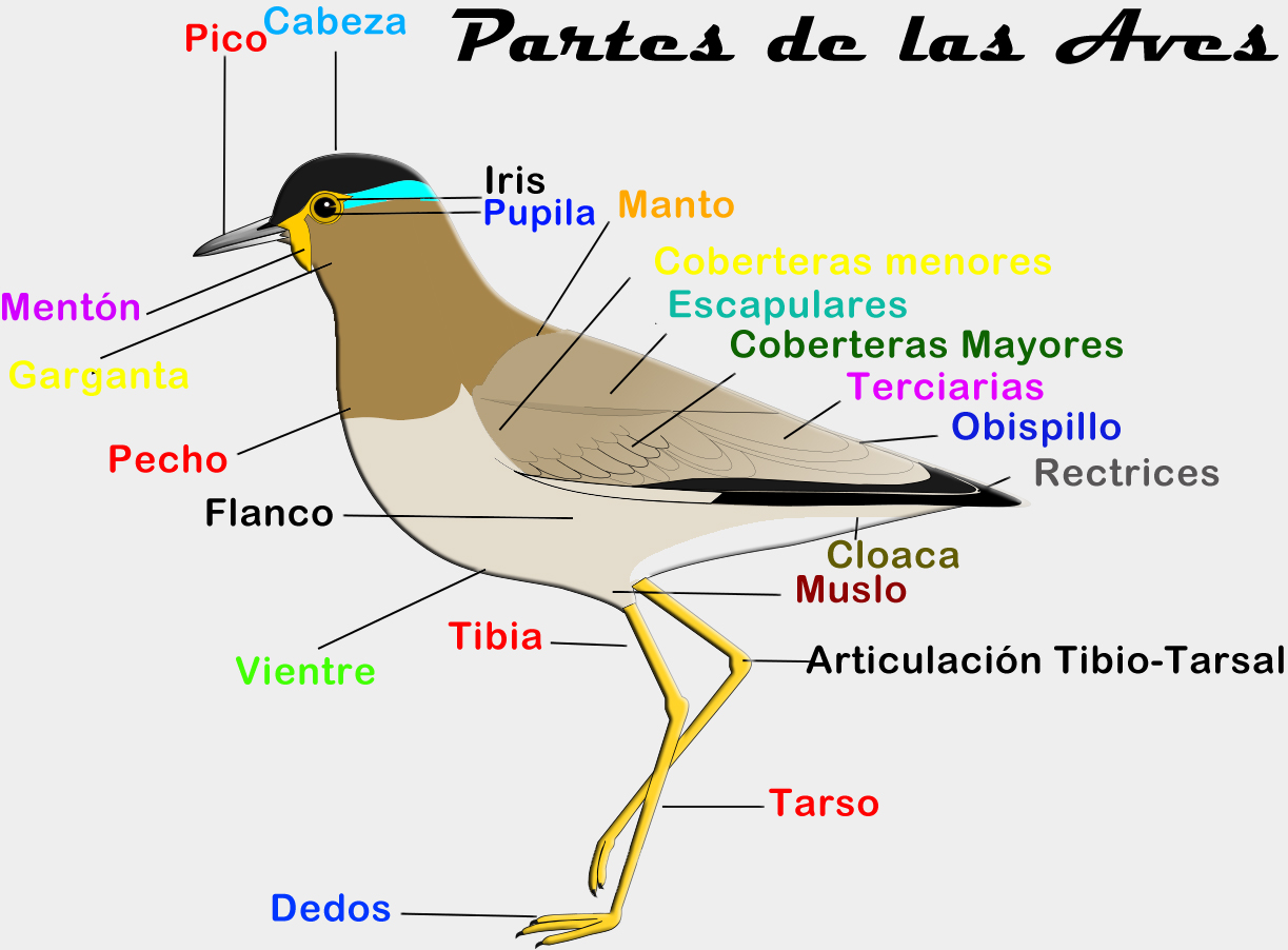 Mascotas y Animales Domésticos: Las partes de un Ave