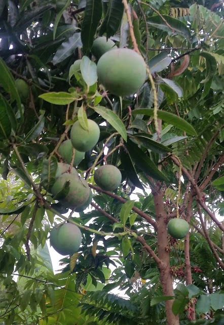 Warisan Petani: MB 44 : Buah Pelam Epal