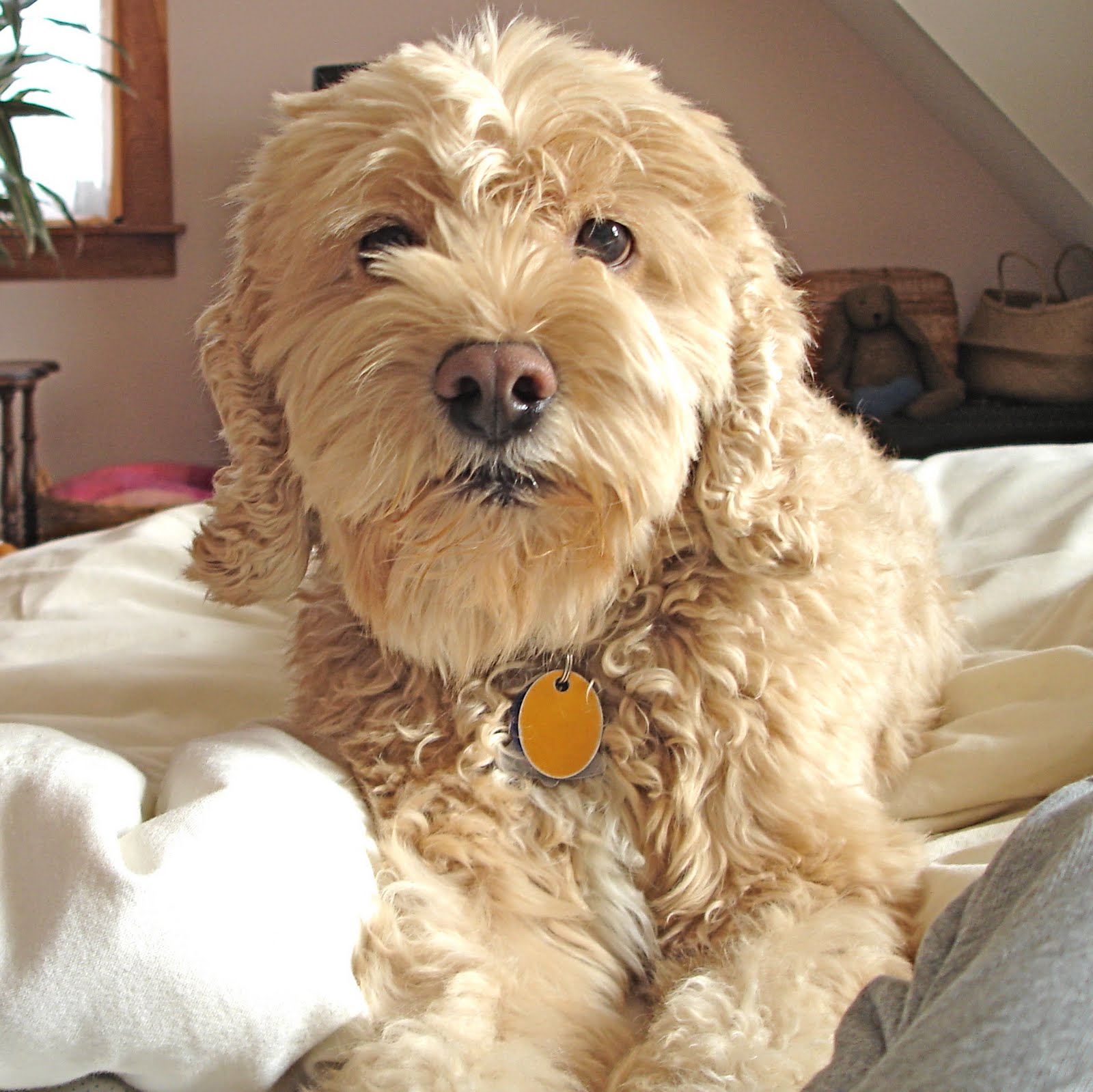 A view from the furry side: April 2011