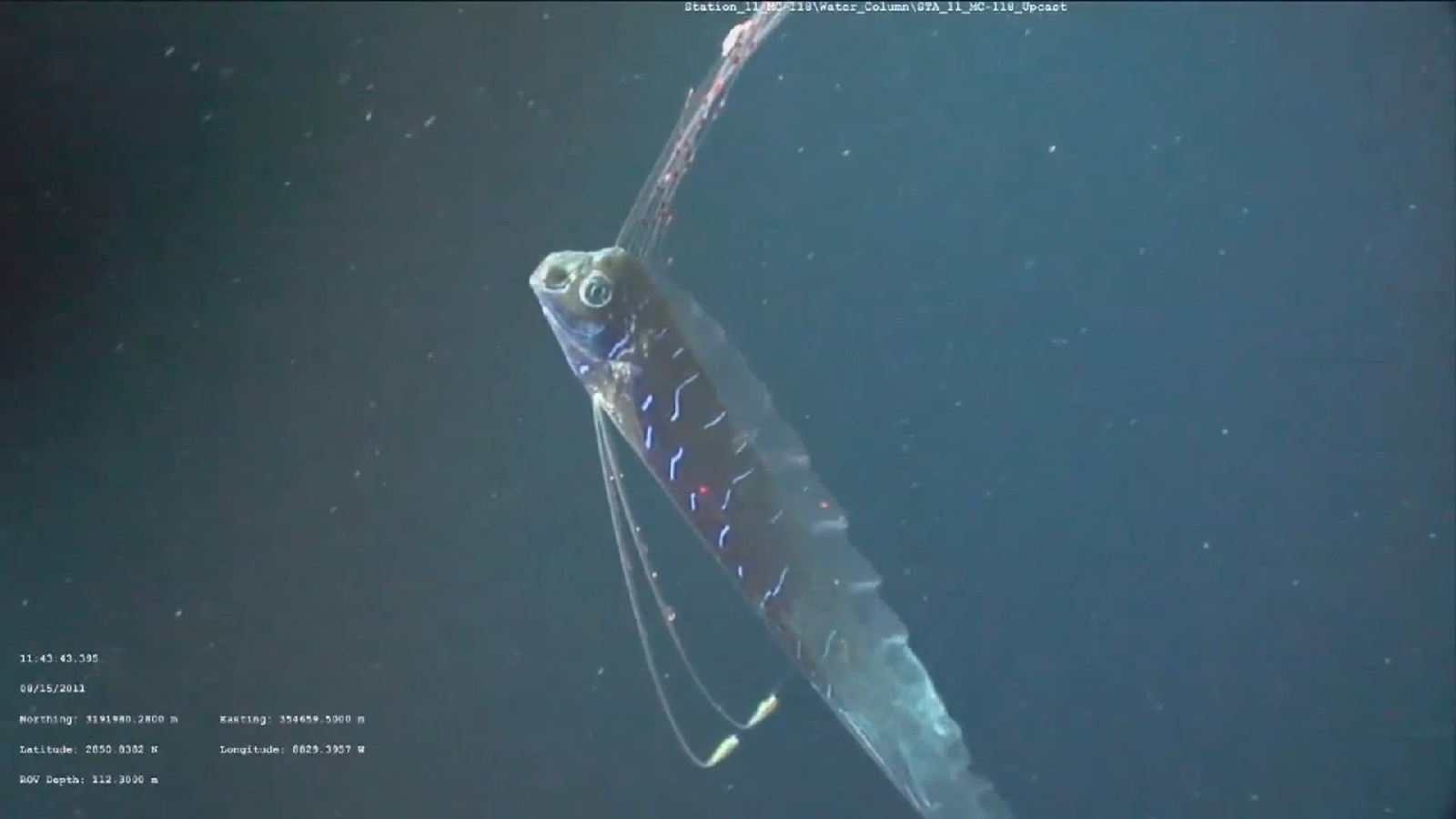 Real Monstrosities: MOARfish!