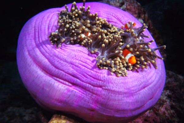 Cuti-cuti Malaysia: Mabul Island