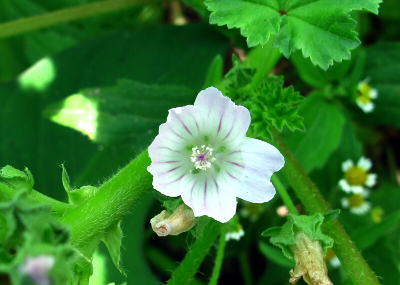 The Joyce Road Neighborhood: Wildflower - Common Mallow