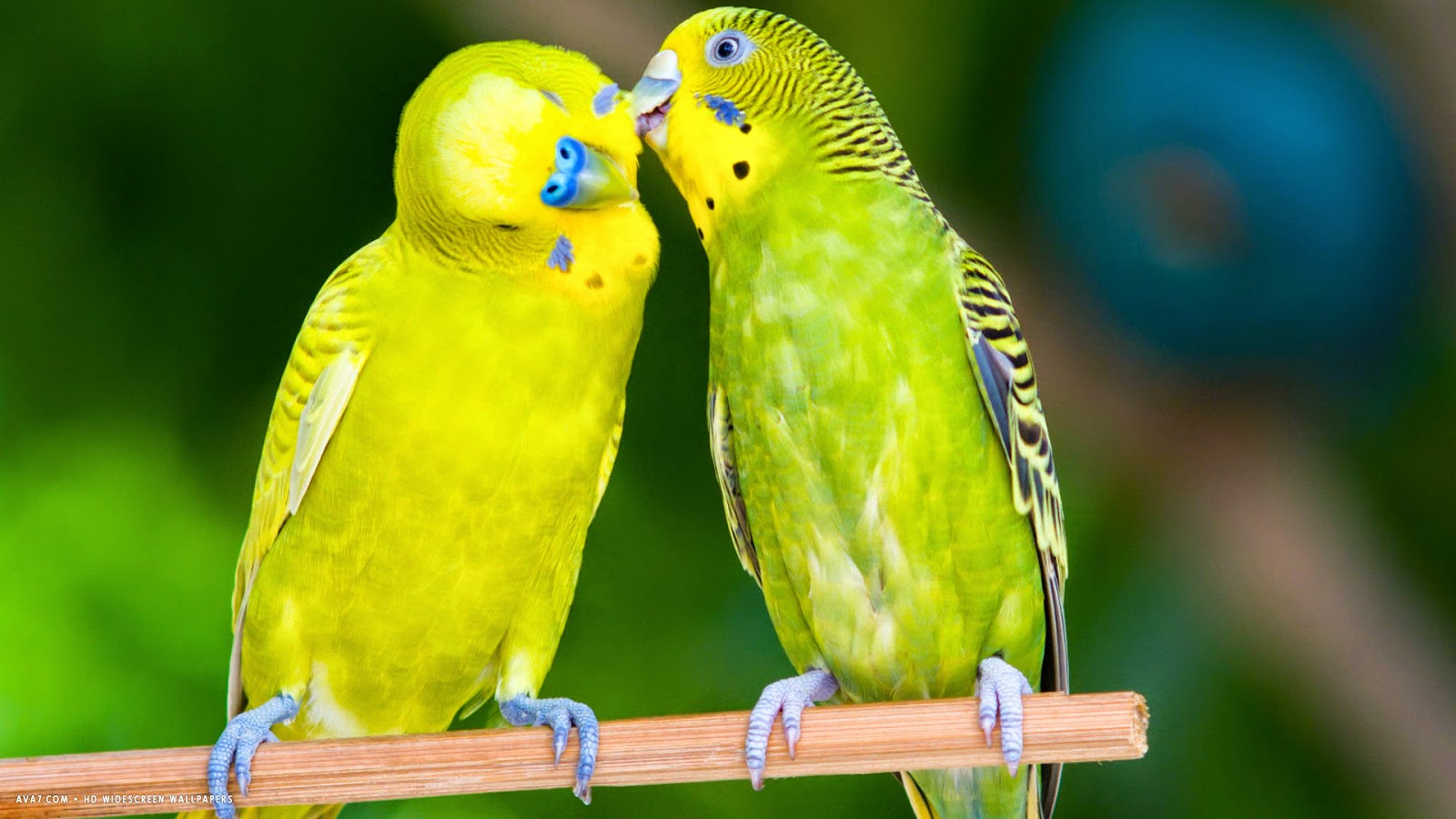 burung | macam macam jenis burung