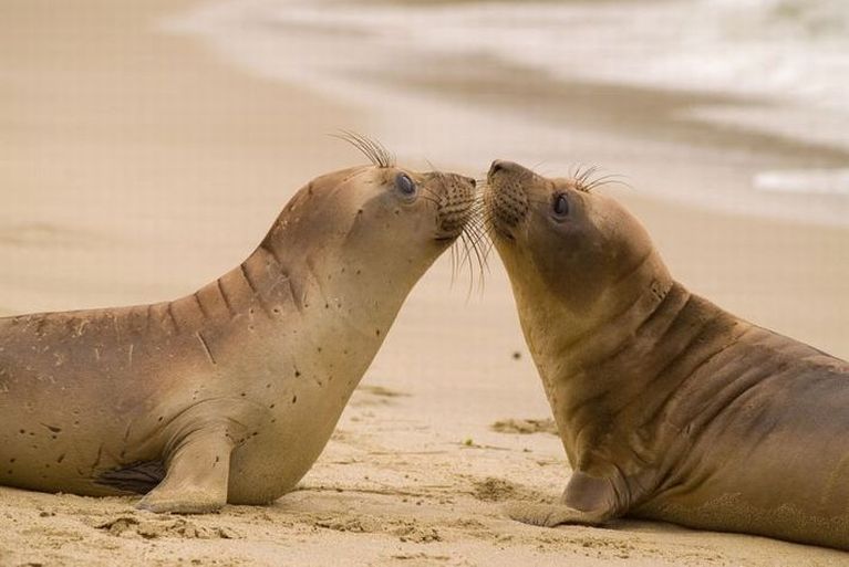 Animals in Love | Amazing Creatures