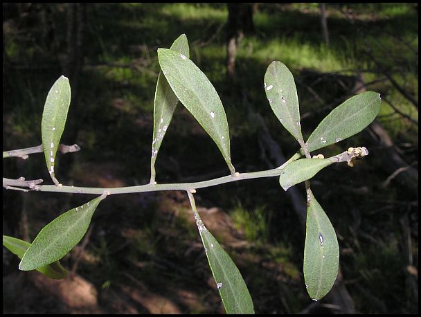Flora of the Pilliga Forests: Capparis mitchellii