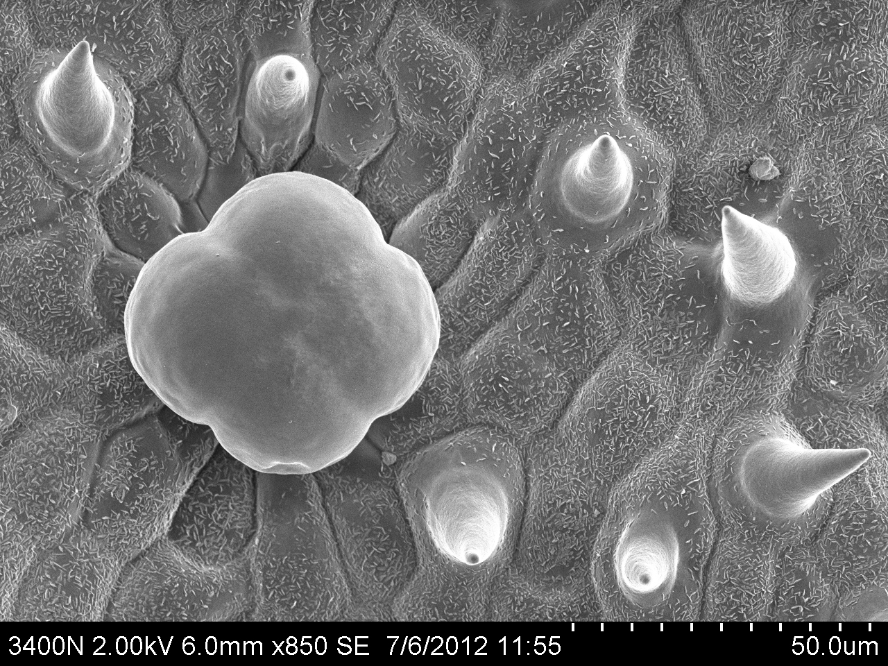 Scanning Electron Microscope Blog: An unexpected bonus - a thrip larva