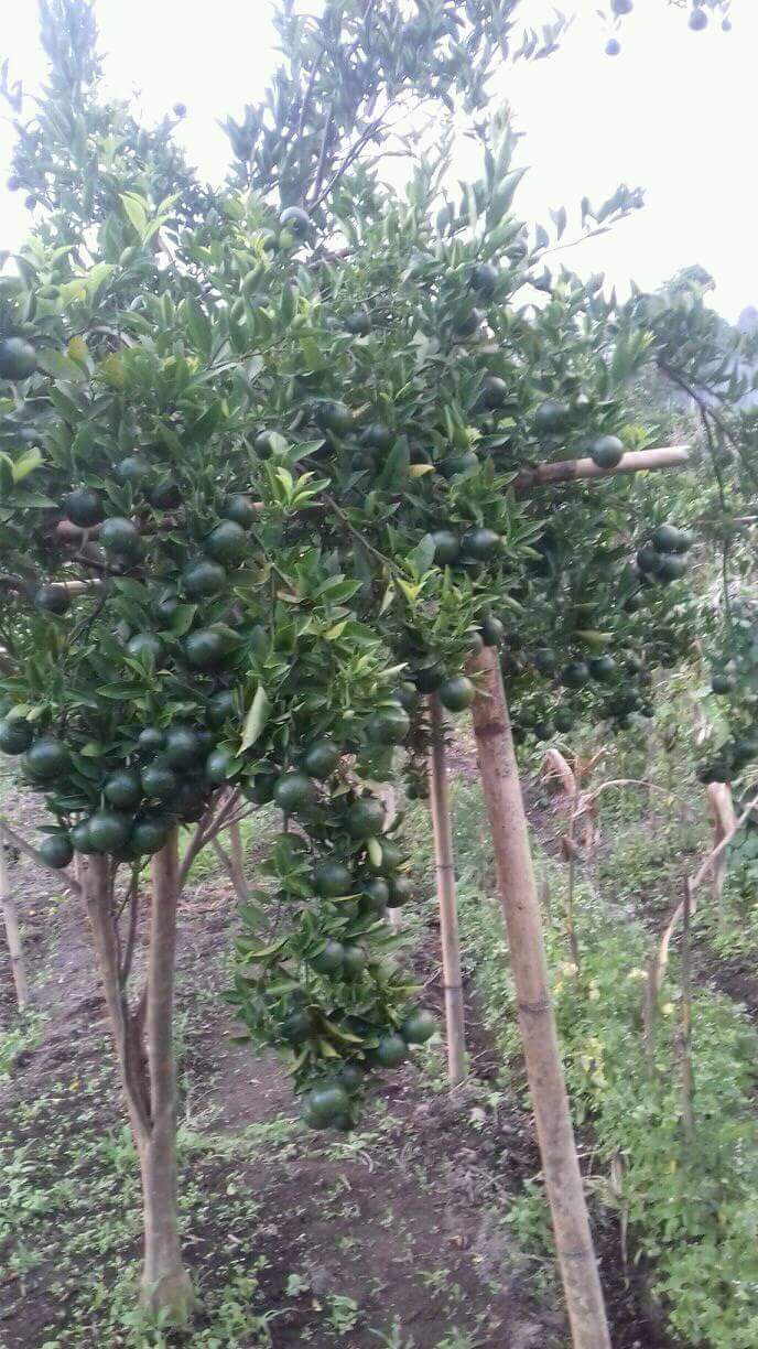 Gejala, Penyebab, Pencegahan Nekrosis dan Klorosis pada Tanaman ...