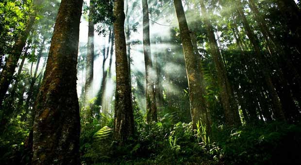 10 Negara Dengan Hutan Terluas di Dunia ~ Unikeren 10 Negara Dengan Hutan Terluas di Dunia ~ Unikeren
