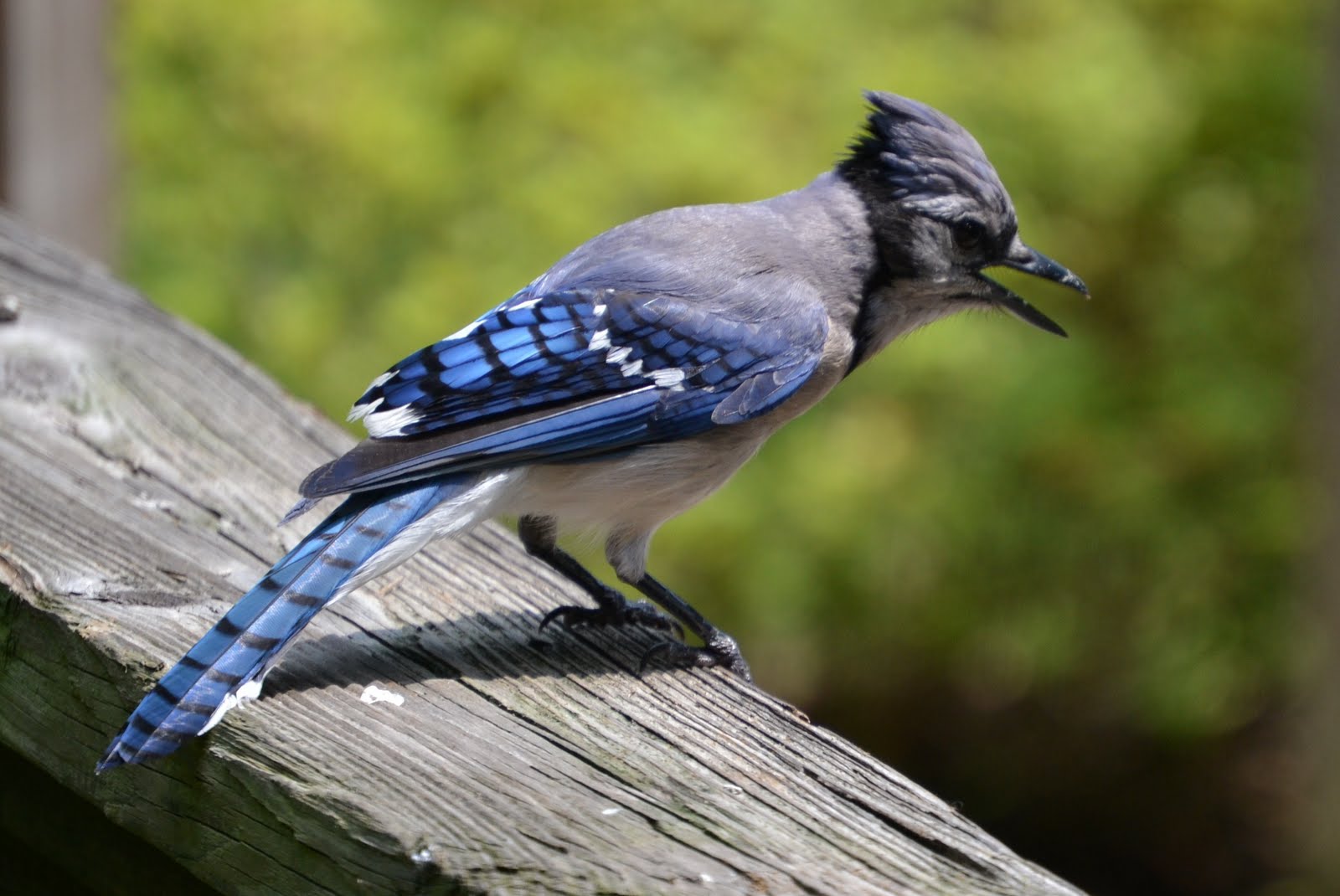 It's All About Purple: I Think This Is A Tween Blue Jay......
