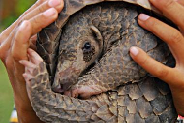 Melindungi Trenggiling Jawa dari Ancaman Kepunahan | Info Alam Liar