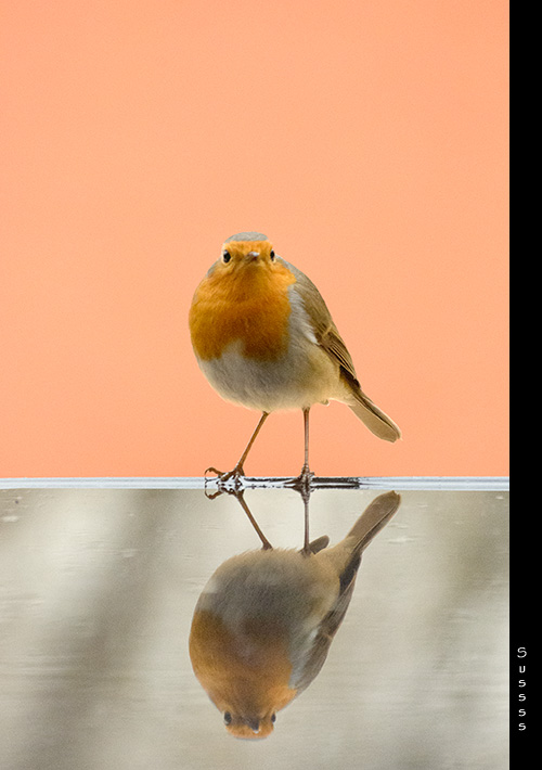 BLOG FOTOGRAFIC DE SUSSSS: El nostre pit-roig