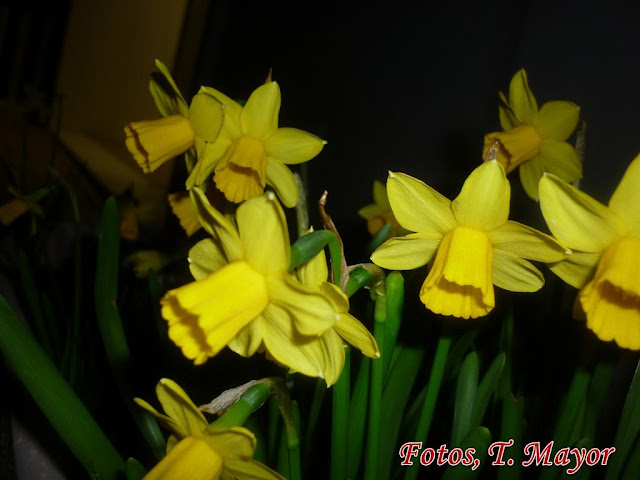 Flores y plantas silvestres: " Narcissus ". Narciso.