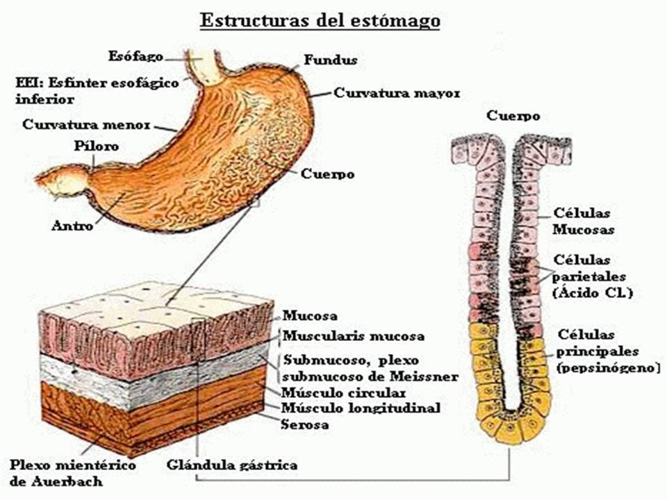 Fisiologia de Marin: Capas y células del estomago