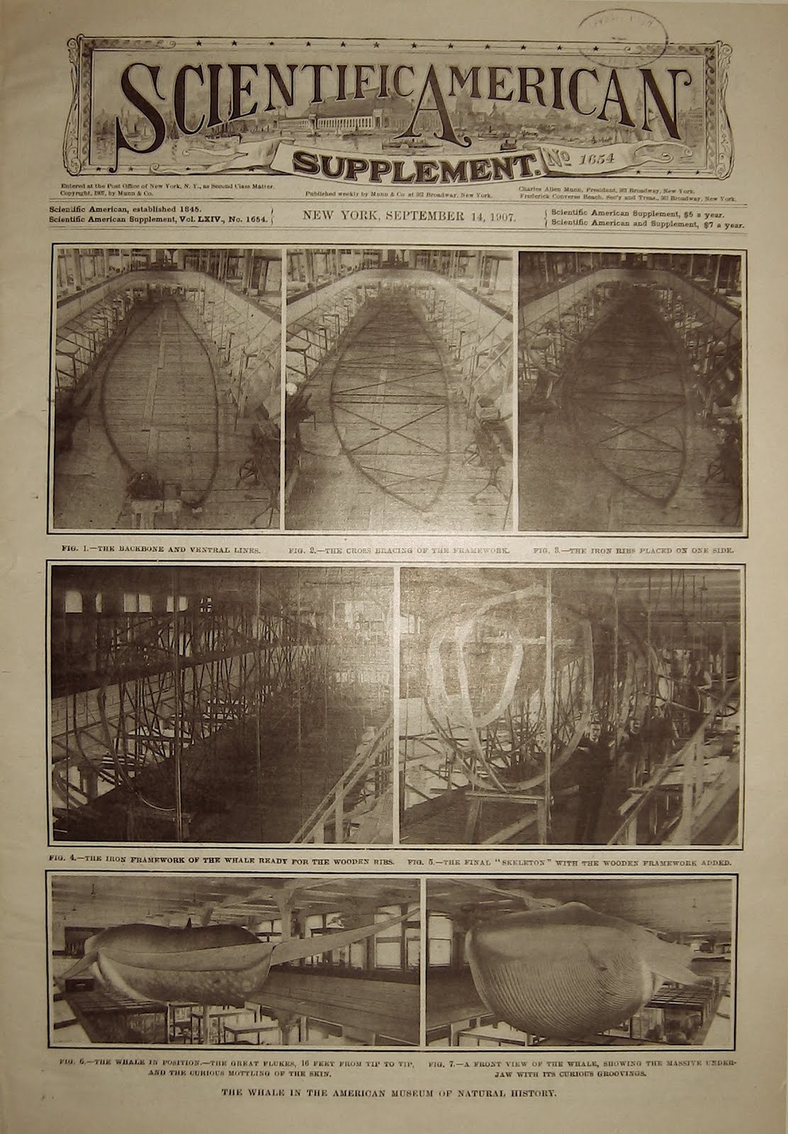 WHALES, CAMPS & TRAILS: The Sulphur Bottom Whale Model 1907