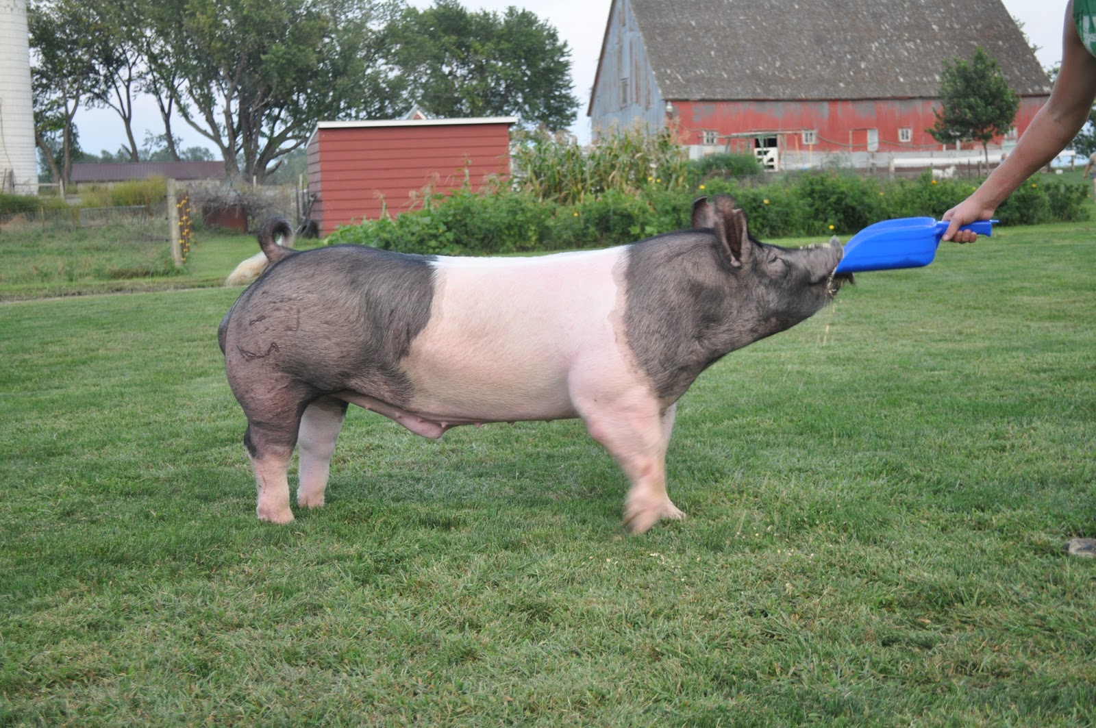 Rock Solid Showpigs: Boar stud