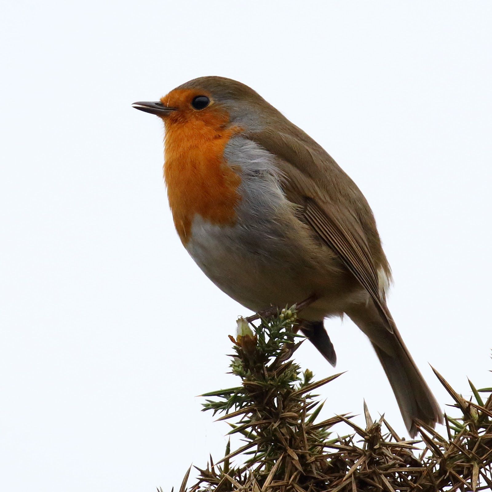 NI Bird Pics: Angus Kennedy - Robin & Pied Wagtail