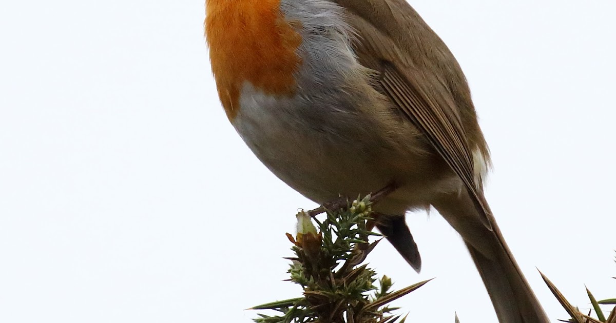 NI Bird Pics: Angus Kennedy - Robin & Pied Wagtail