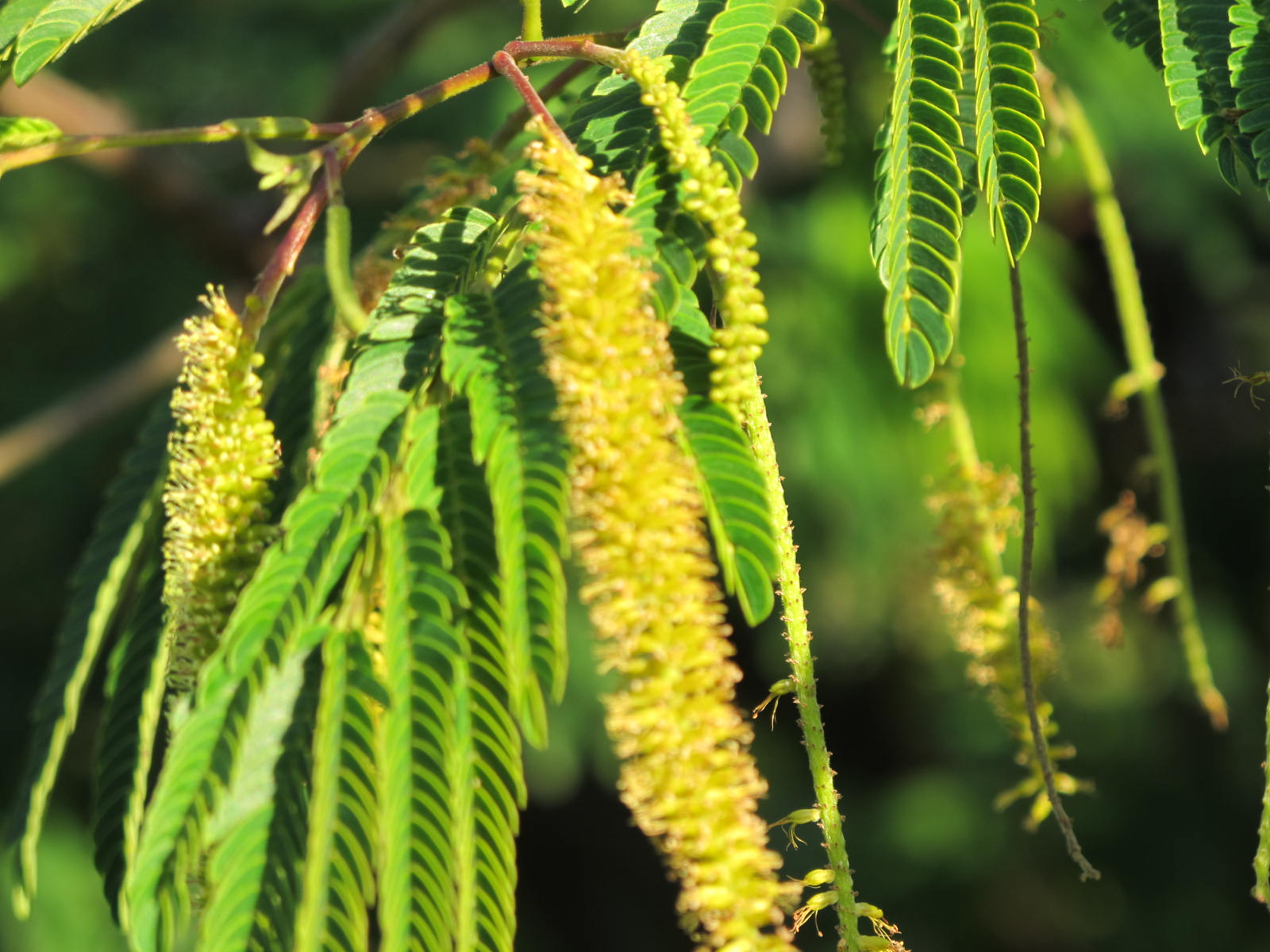 Fabaceae - Leguminosae no Brasil: Fabaceae - Parapiptadenia rigida ...
