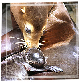 All About Sea Lion: Scientific Classification