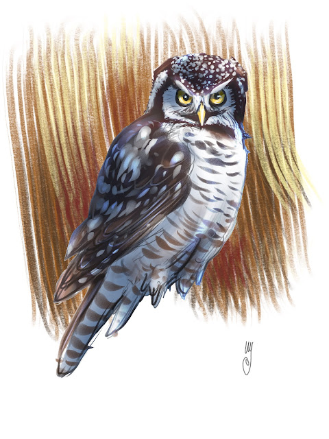 Birds: Northern Hawk Owl