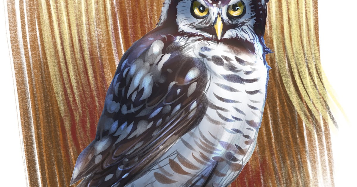 Birds: Northern Hawk Owl