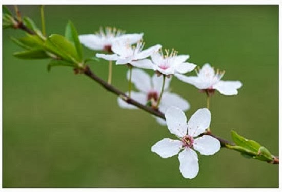 Trees Planet: Prunus simonii - Simon plum