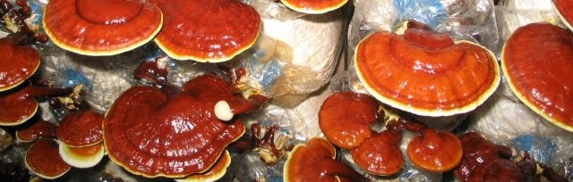What is Ganoderma? | All in One Shop