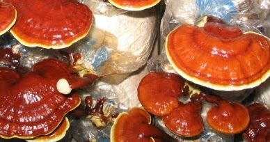 What is Ganoderma? | All in One Shop