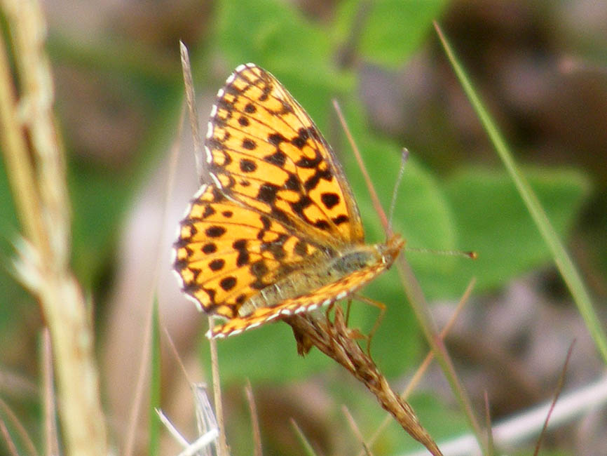 Days on the Claise: Violet Fritillary butterfly - a photo series